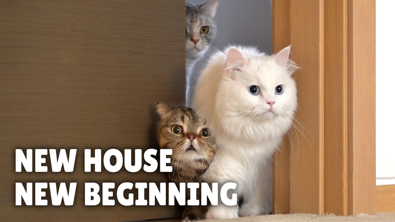 New House, New Beginning | Kittisaurus Villains - YouTube