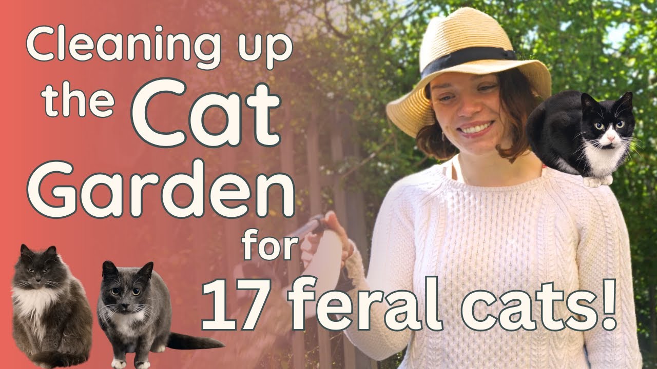 The 'Cat Garden' Clean Up - PART 1 - Clearing The Junk for Our 17 Feral ...