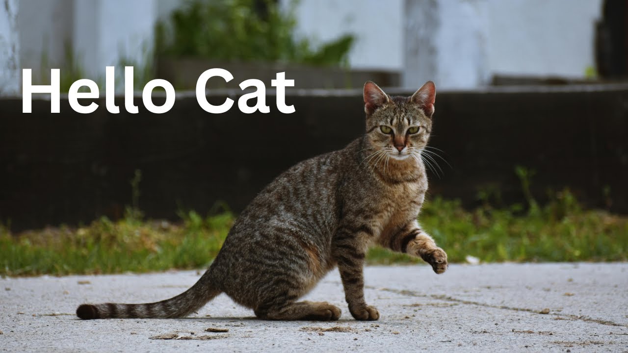 Hello Cat - YouTube