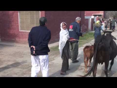 dul kadınlar projesi dana dağıtma töreni