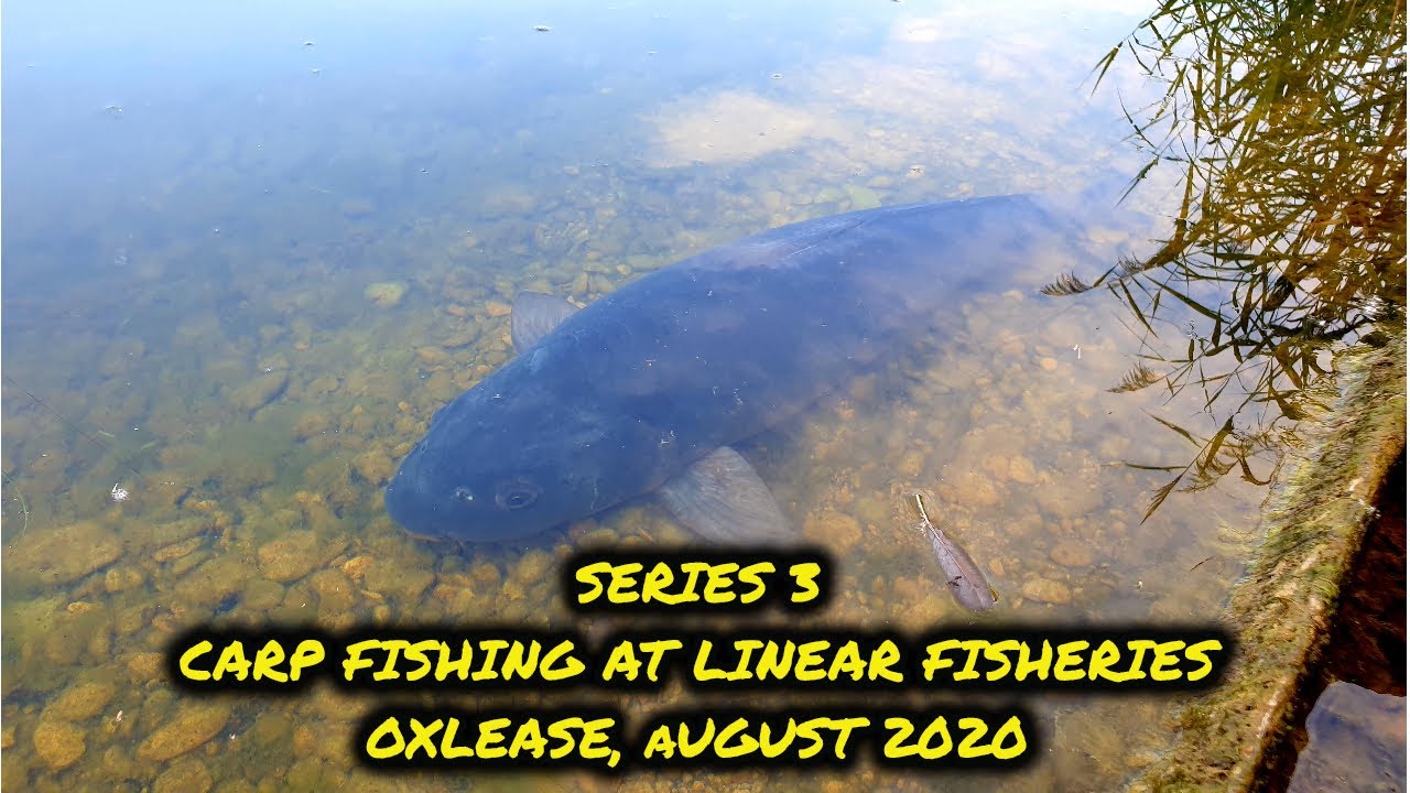 Series 3 - Carp Fishing at Linear Fisheries - Oxlease August - YouTube