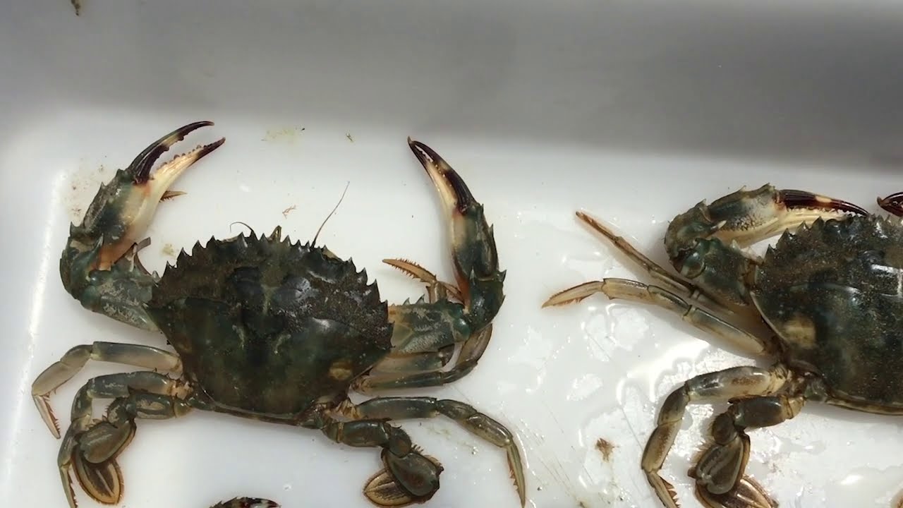 Asian Paddle Crab trapping on Tauranga Moana - YouTube