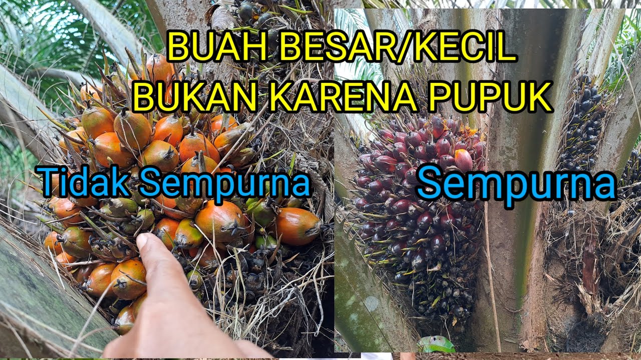 Buah sawit kecil bukan karena pupuk || buah partenokarpi - YouTube