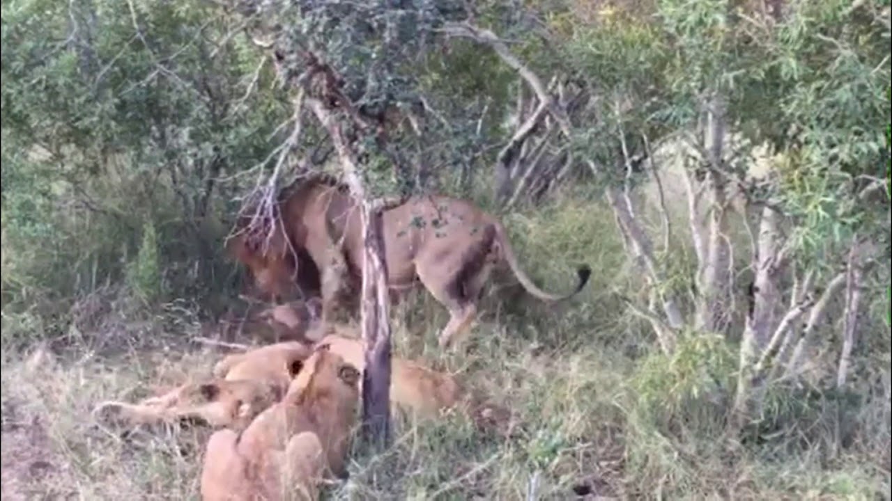 Male lion diciplining offspring at impala kill!!!! - YouTube