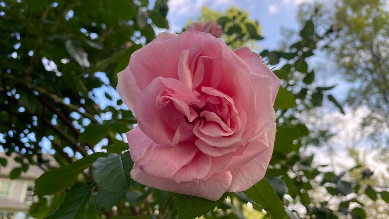 Update on Dream Land Rose 💖😍 - YouTube