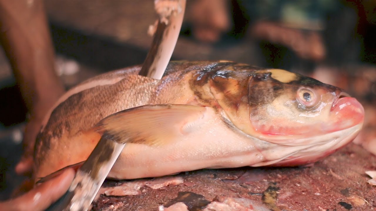 #howtocut?? Live Big Head Carp Fish Cutting By Expert Fish Cutter ...