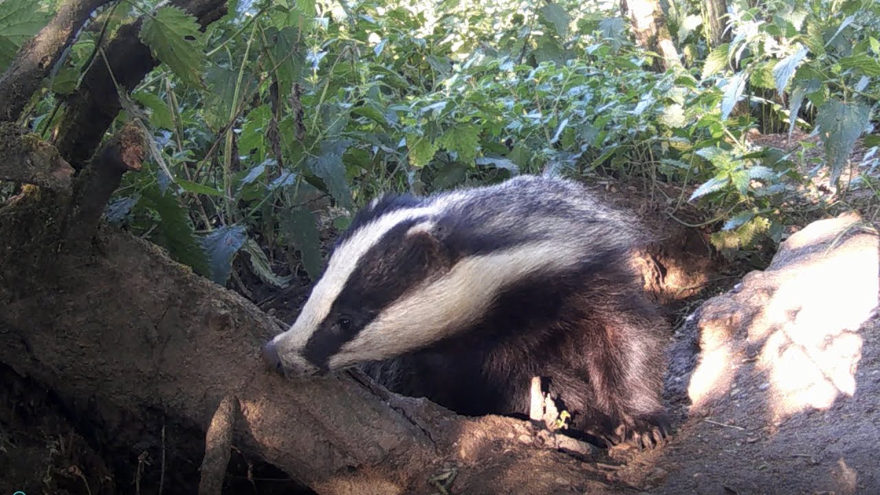 Badger sett - edited sequence June 20, 2020 - YouTube