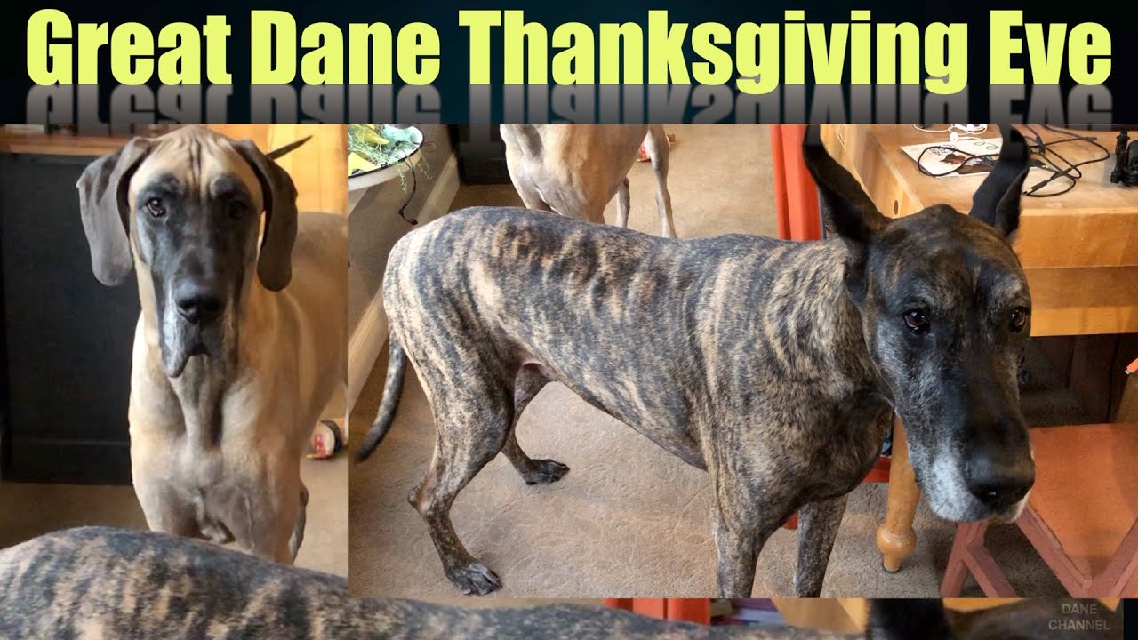 Thanksgiving Pictures Great Dane