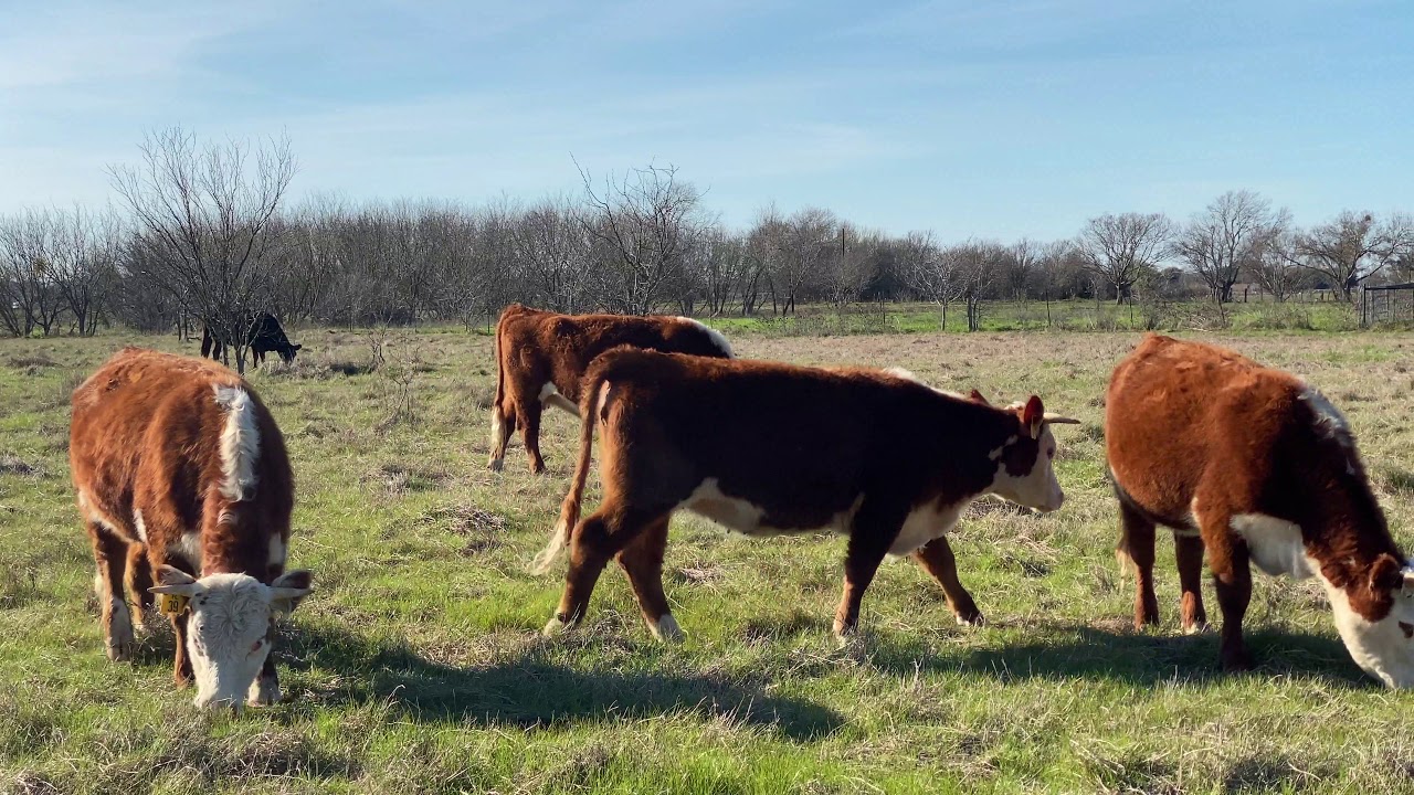 Texas Countryside - Waco TX - YouTube