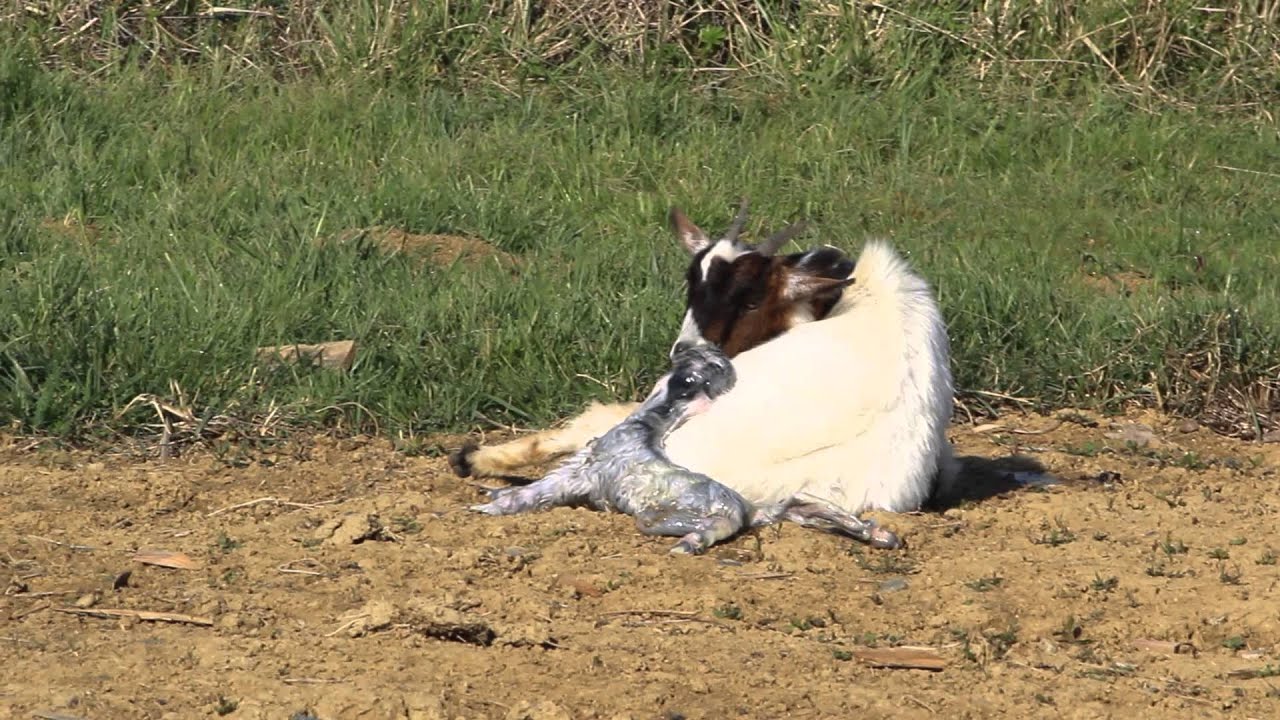 Naissance et premiers pas d'un chevreau - YouTube