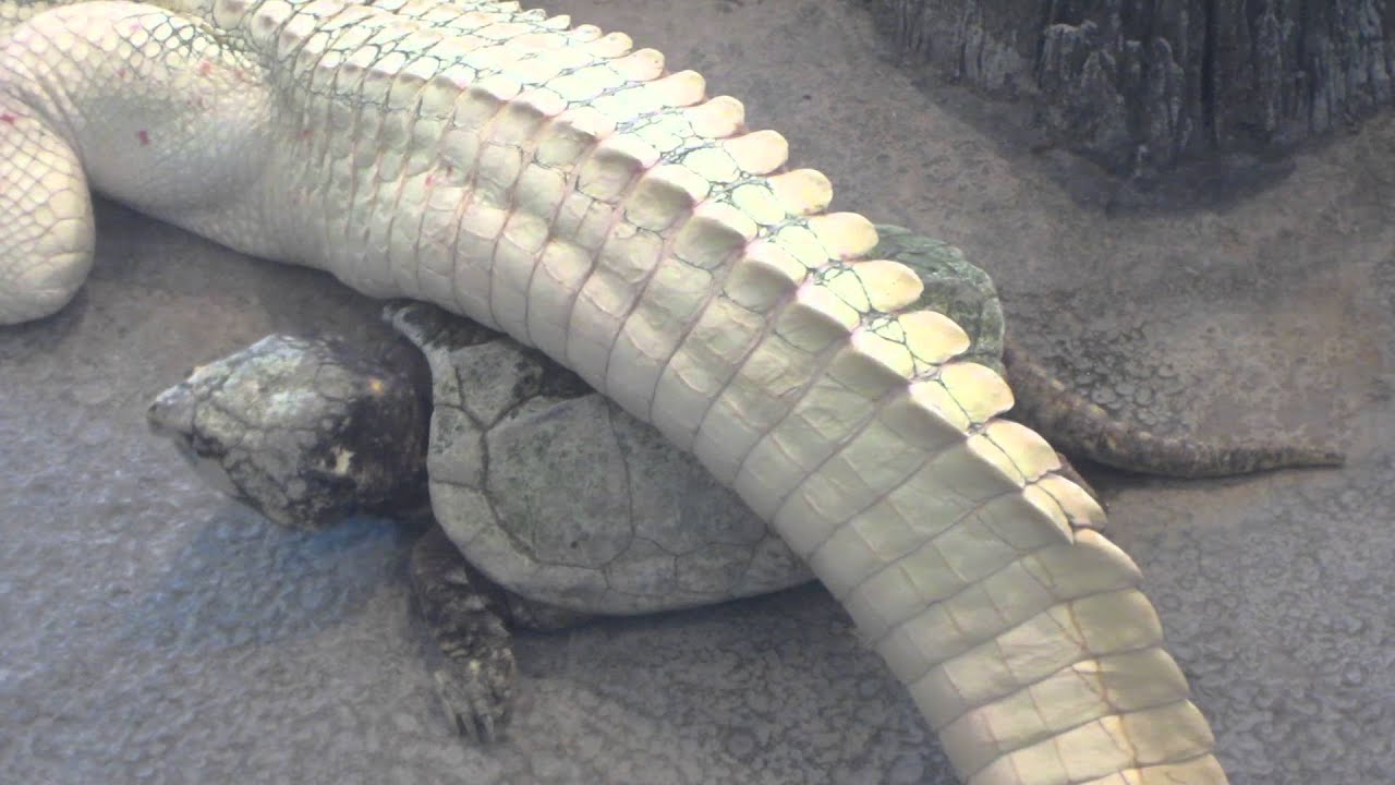 Turtle trapped by Claude the alligator at the California of Sciences ...