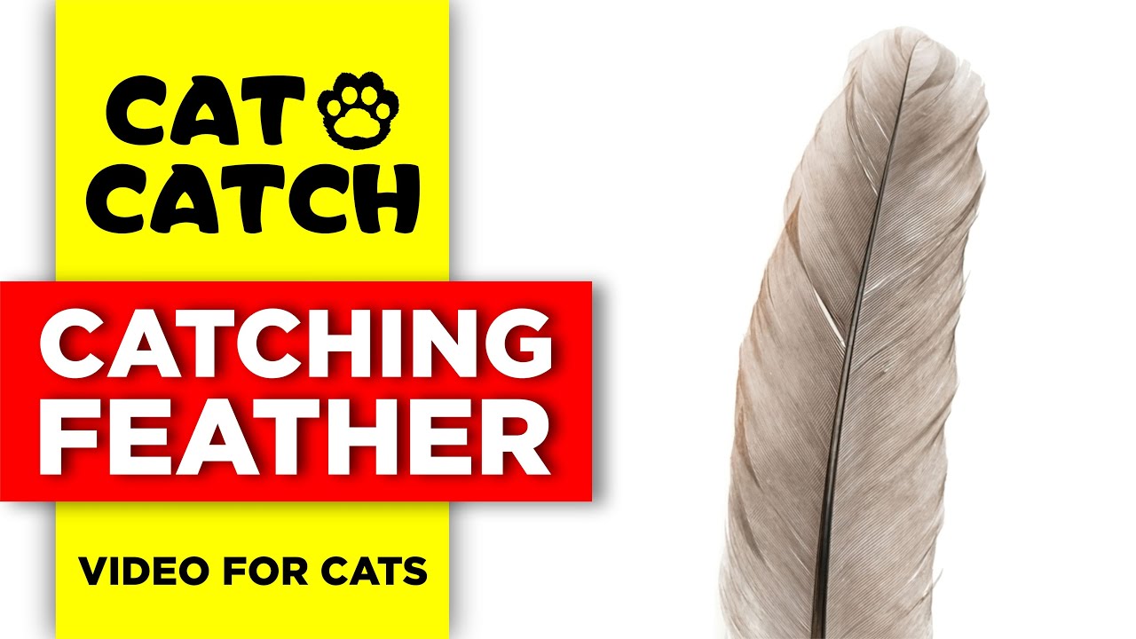 CAT GAMES || CATCH A FEATHER | VIDEOS FOR CATS TO WATCH - YouTube