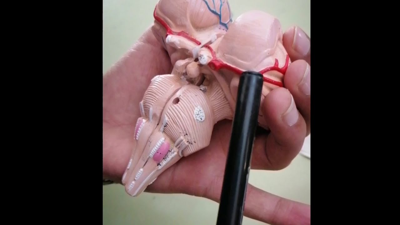 Brainstem model anatomy | brain model anatomy - YouTube