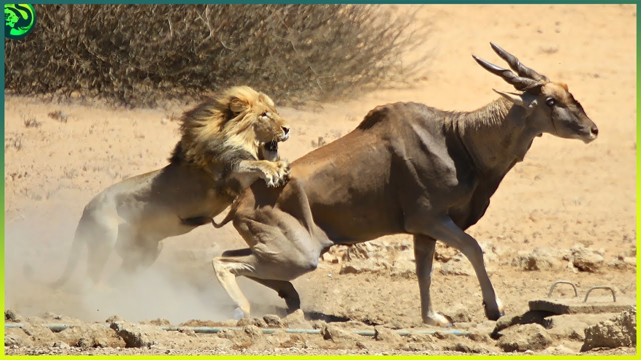 13 Smart and Drastic Ways Predators Hunt their Prey - YouTube