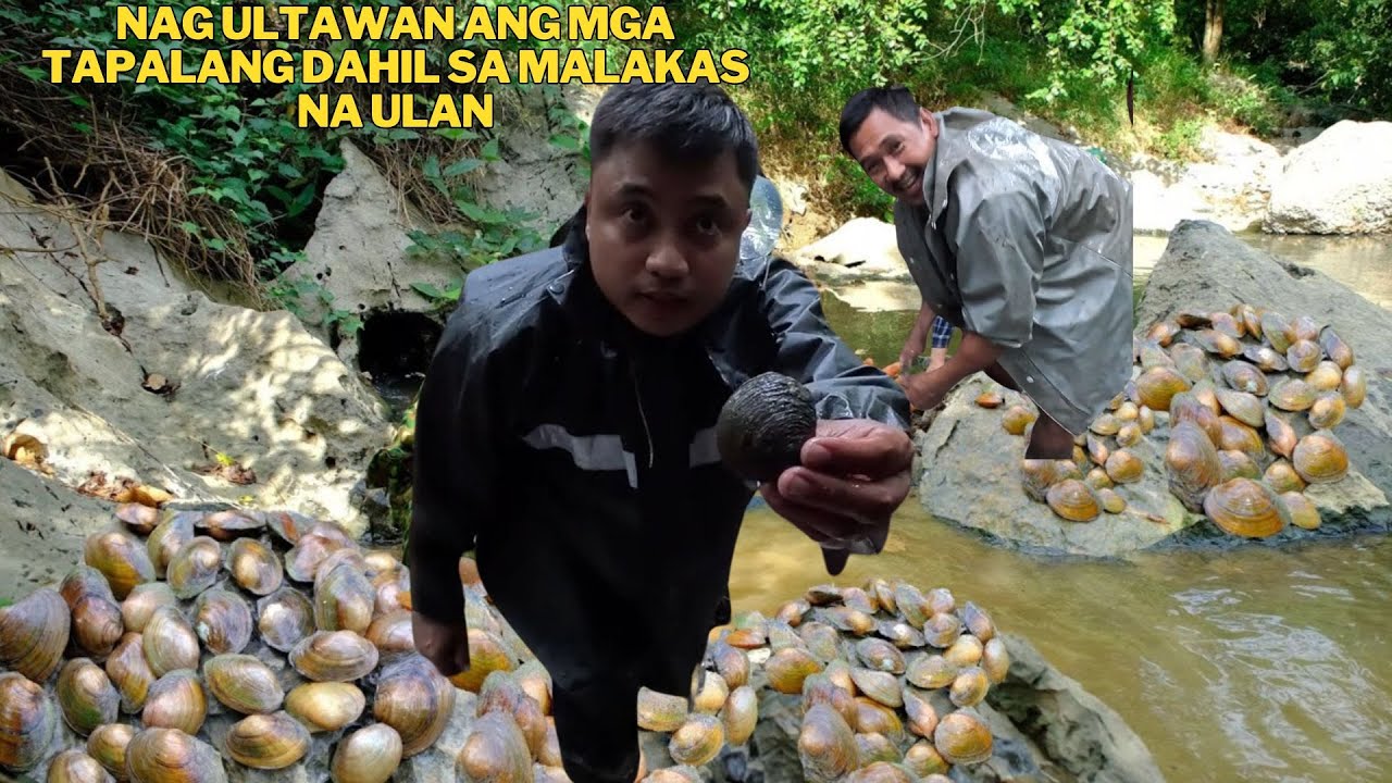 PANGUNGUHA NG TAPALANG SA MAUBAN QUEZON - YouTube