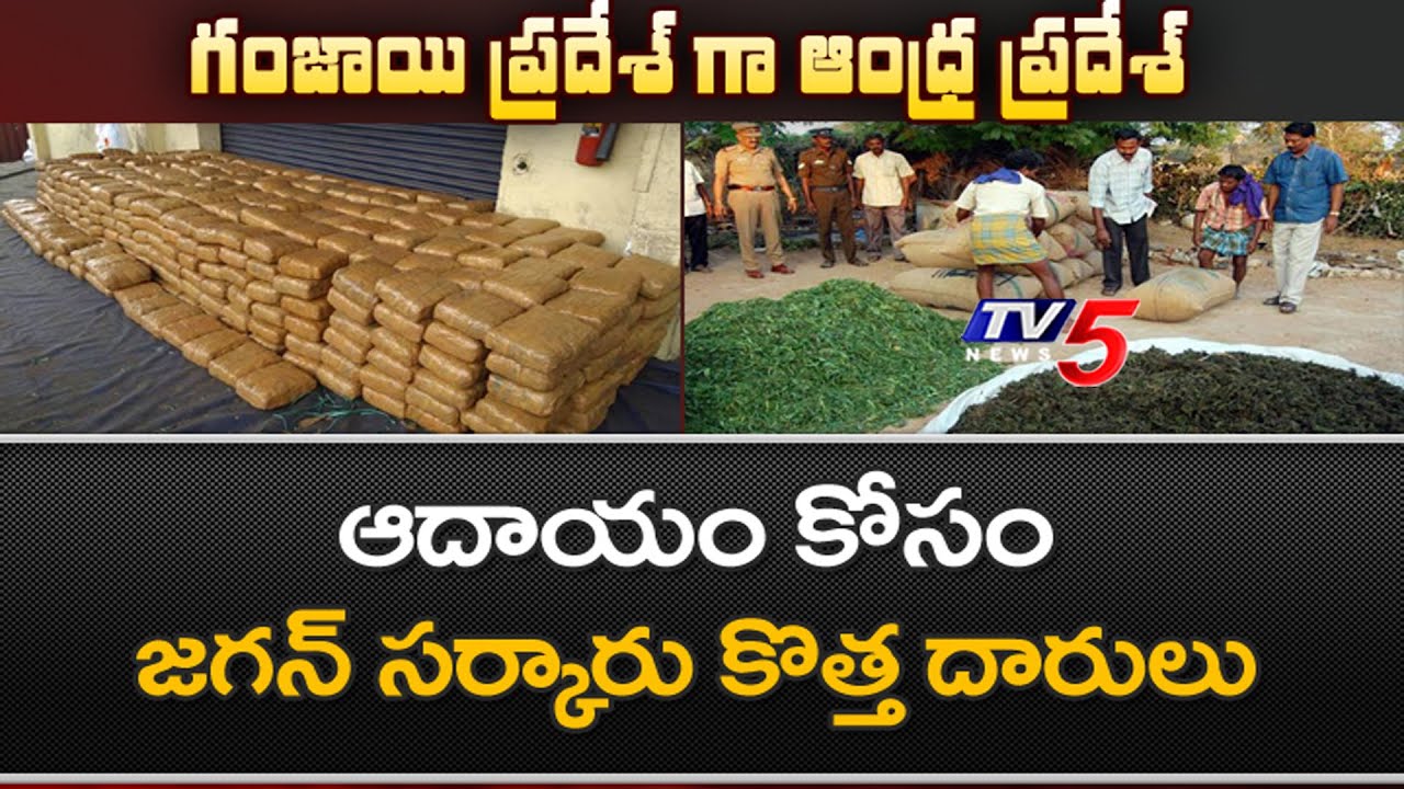 గంజాయి ప్రదేశ్ గా మారుతున్న ఆంధ్రప్రదేశ్ ..!: TV5 Special Story On ...