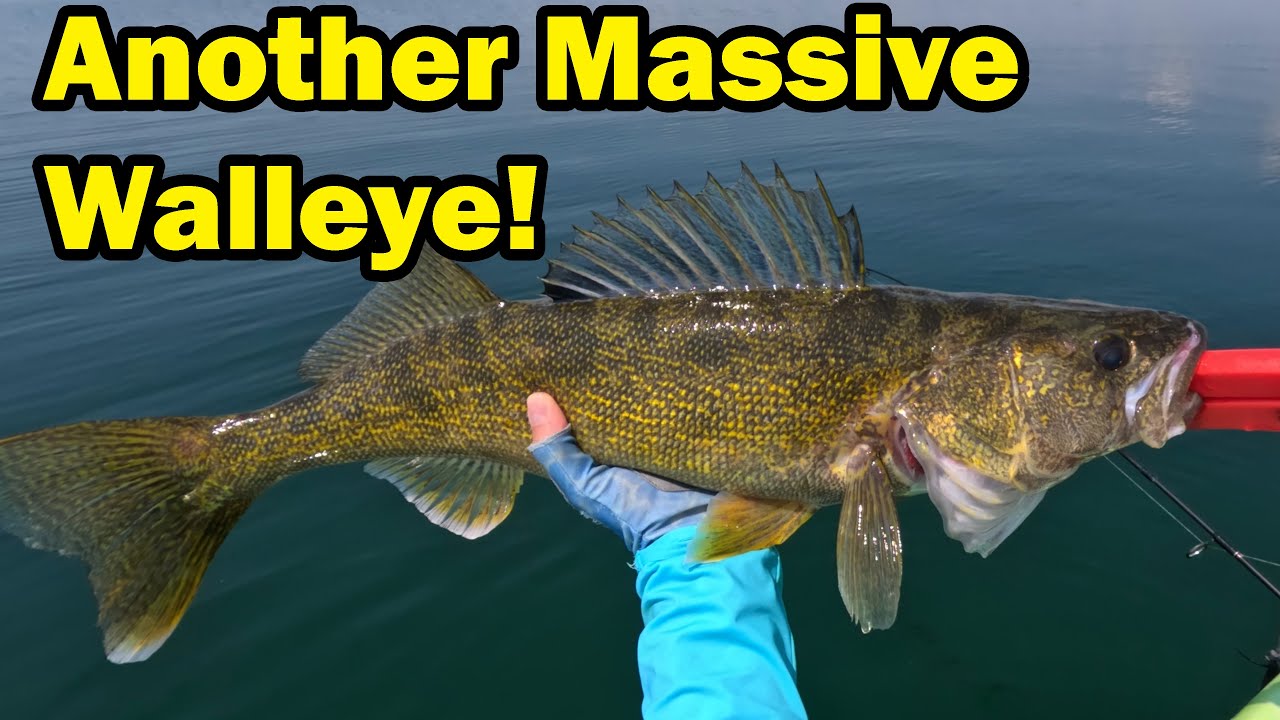 Using a bottom bouncer for walleye. - YouTube