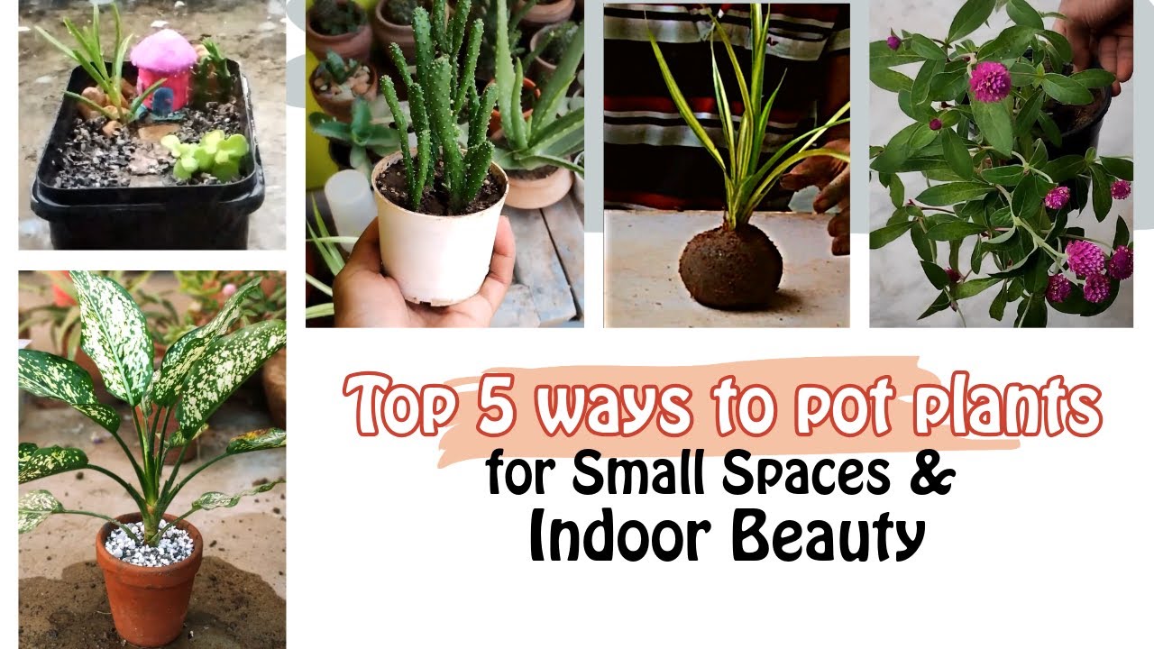 Top 5 Ways to pot Plants for small spaces and Indoor Beauty - YouTube