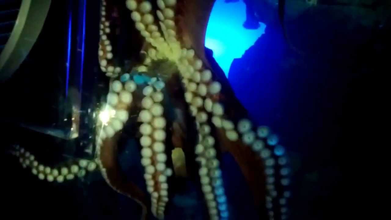 Octopus at Ripley's Aquarium in Toronto - YouTube
