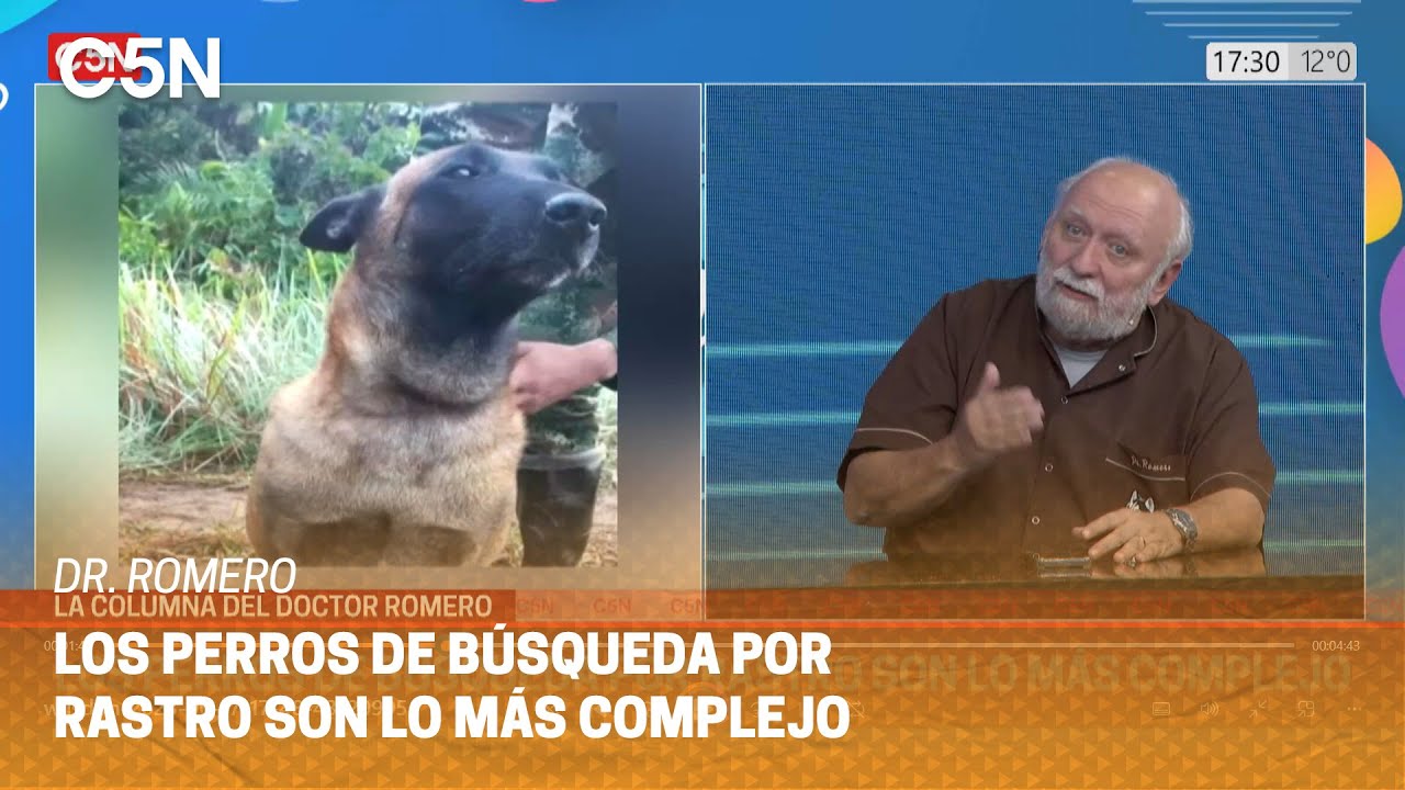 Sigue la BÚSQUEDA del perro ¨WILSON¨ en COLOMBIA - YouTube