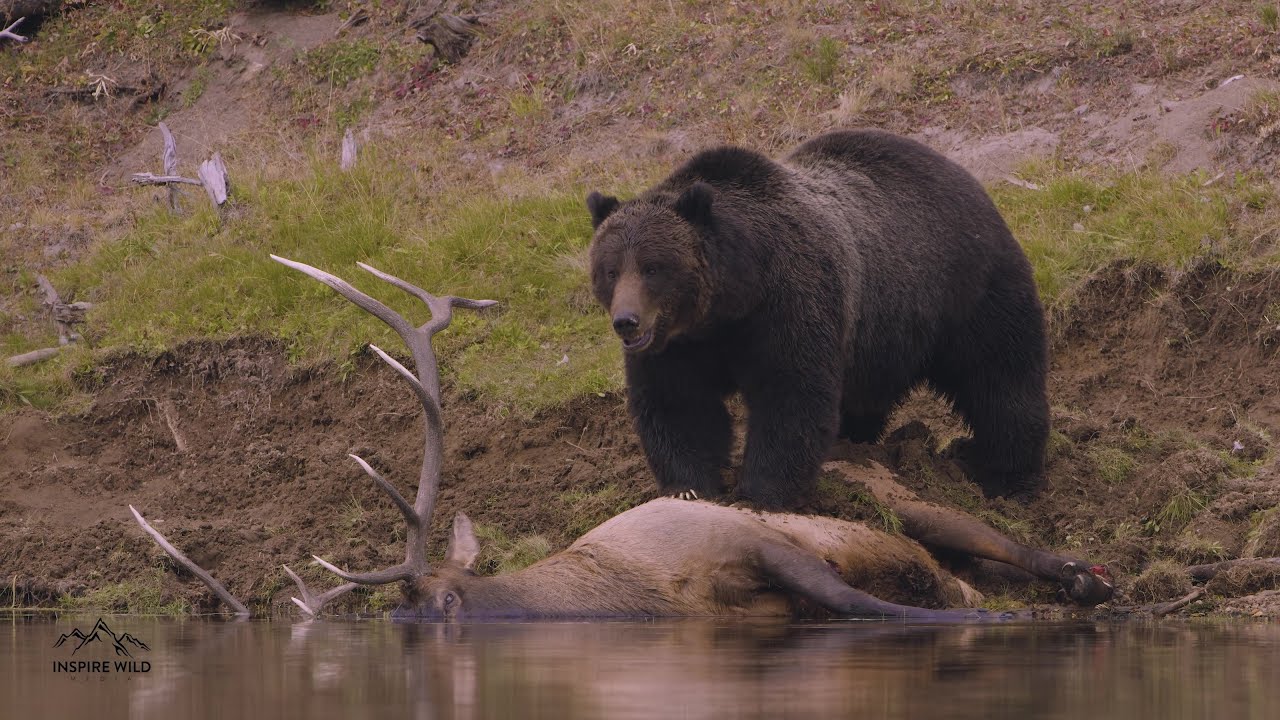 Grizzly Bear Elk Carcass Sequence | Yellowstone in 4K | Inspire Wild ...