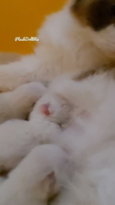 Завтрак у котят Ragdoll Kitten котики рэгдолл котята регдолл