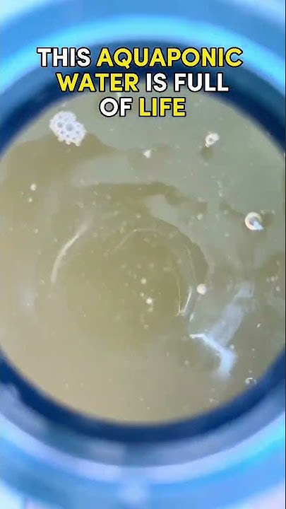 Taking a closer look at the microorganisms and biodiversity in ...