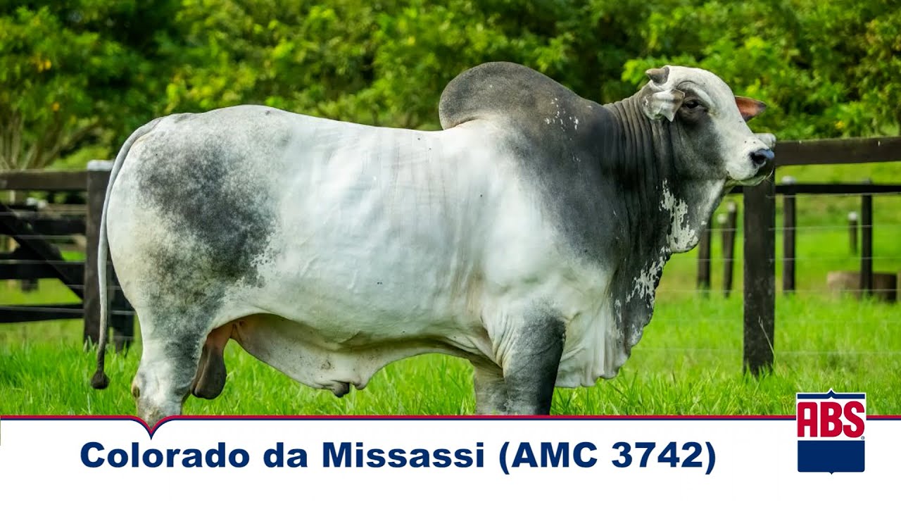 COLORADO DA MISSASSI (AMC 3742) - Touro Nelore ABS - YouTube