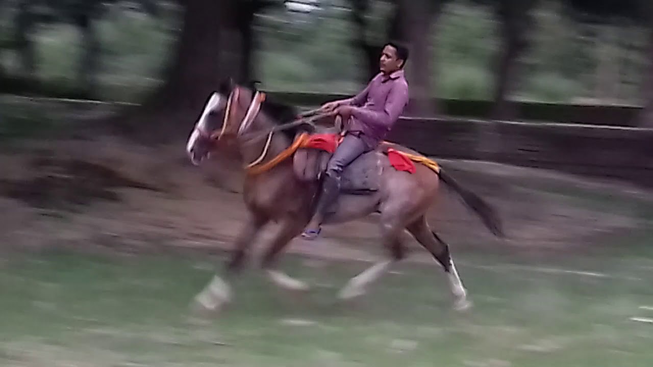 RAm HORSE horse riding Ram Hospital - YouTube