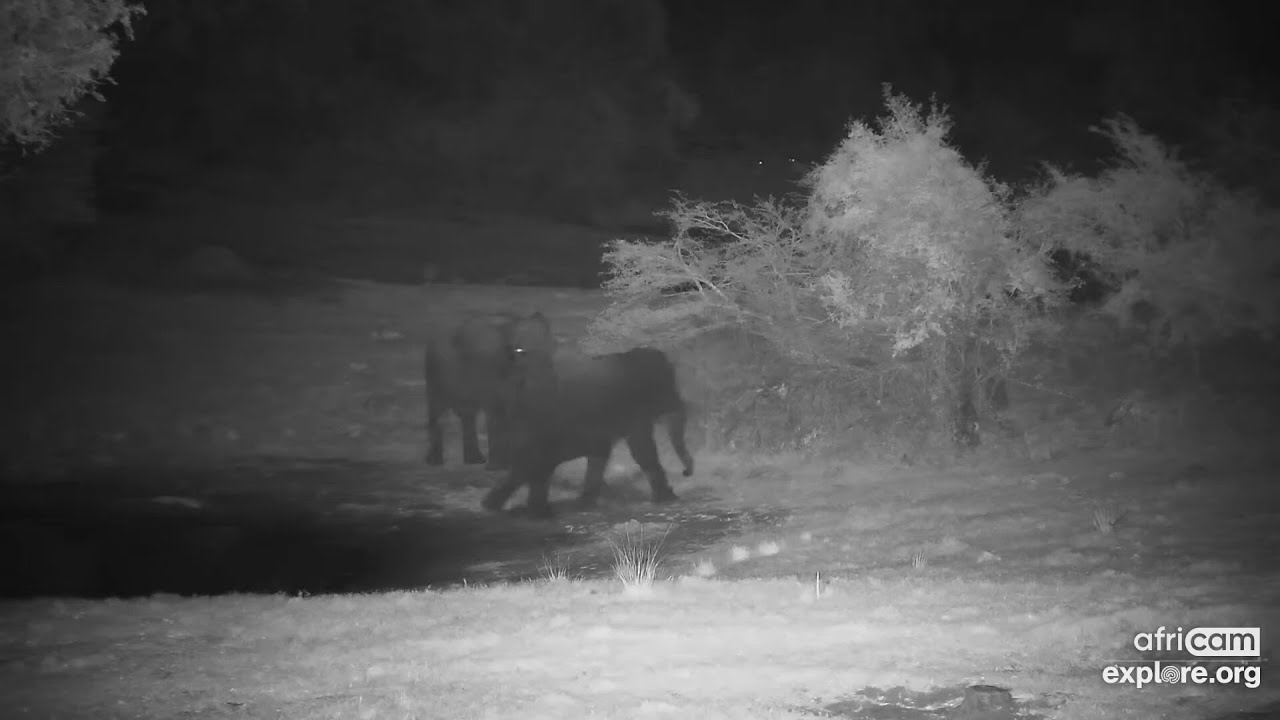 Elephants: Walking backwards is a skill, Tembe: Sep 03 2022, 1 AM SAST ...