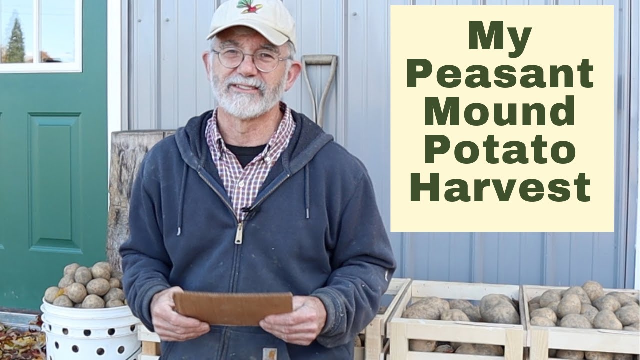 My Peasant Mound Potato Harvest - YouTube