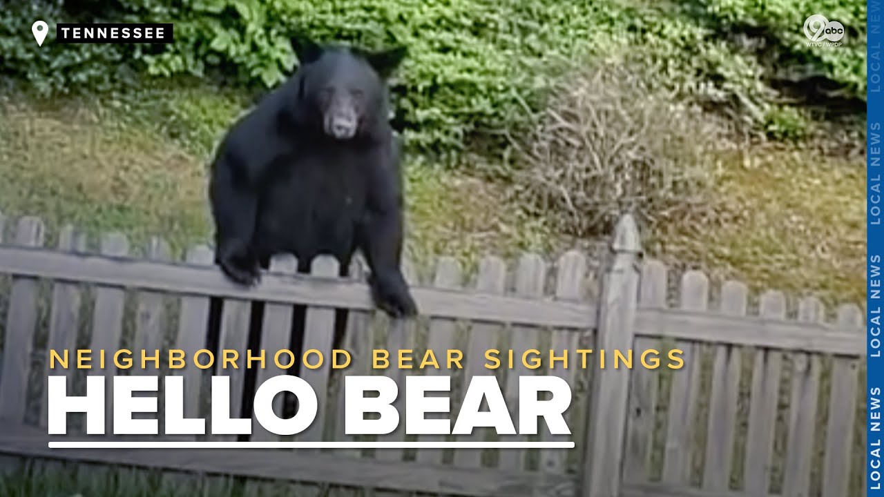Viewers on alert as bear sightings increase in Tennessee neighborhoods - YouTube