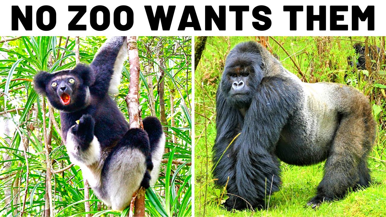 No Zoo Wants These Animals, Here's Why - YouTube