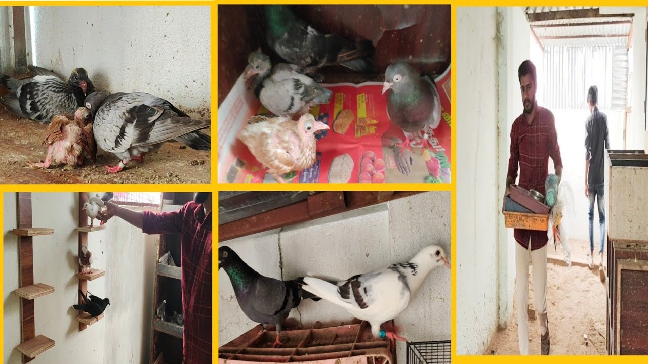 new pigeon cage setting//cleaning old cage//புறா கூண்டு அமைப்பு//Im ...