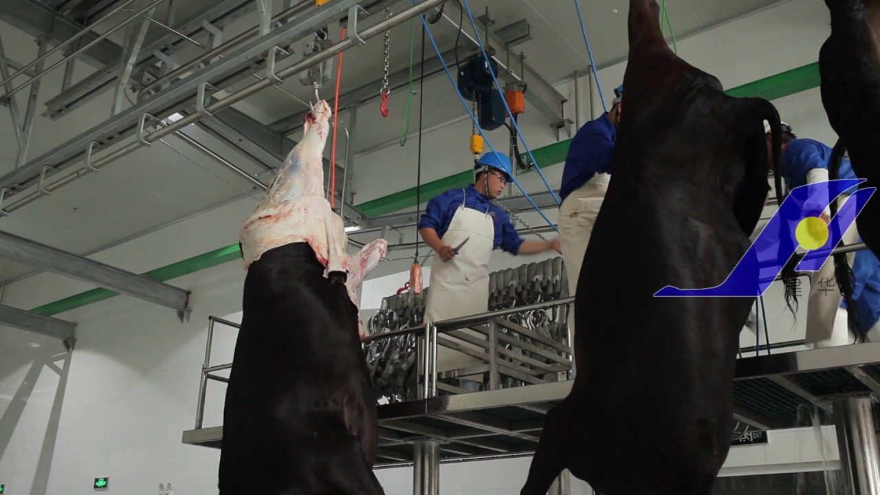 4 cattle pre dehiding - YouTube