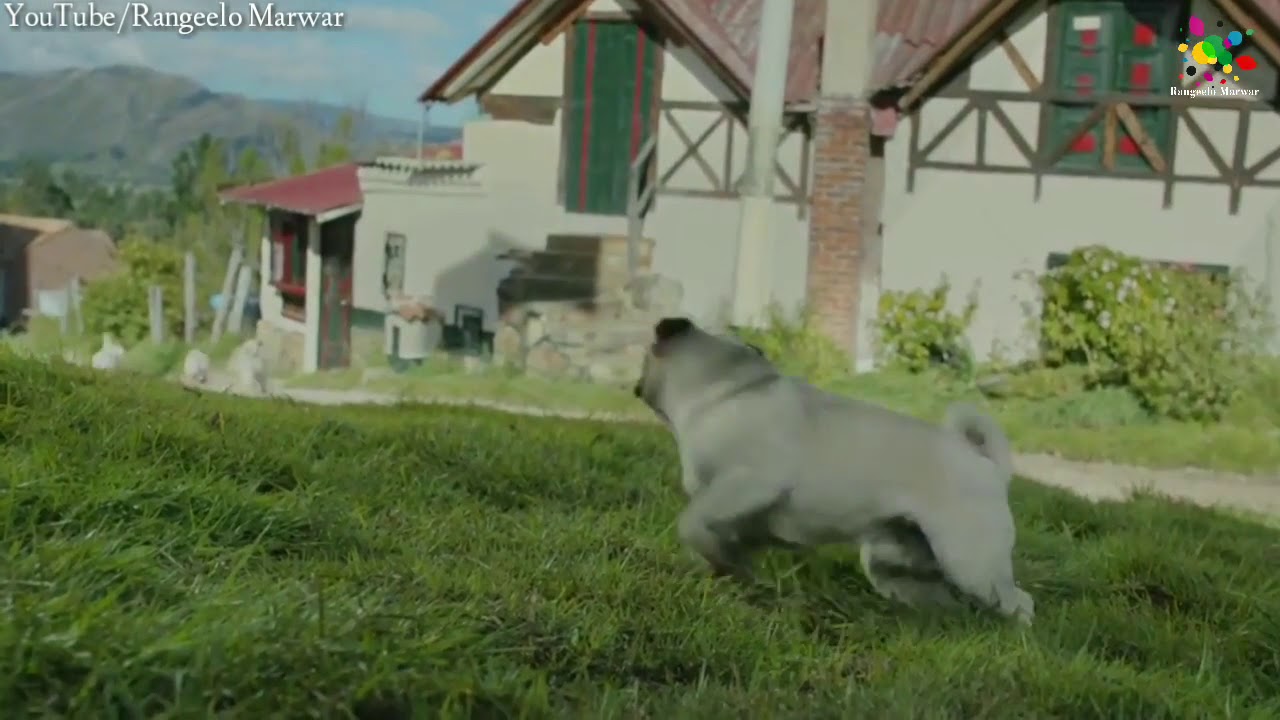 Dog(2) - YouTube