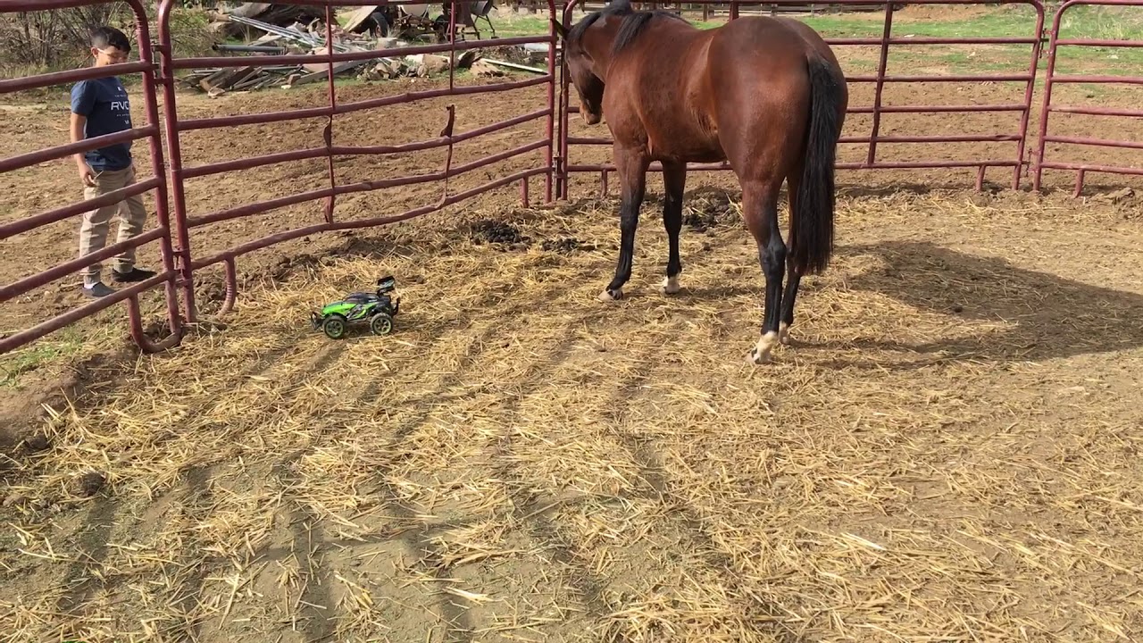 Remote control car and horse - YouTube