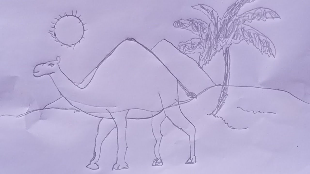Sitting Camel Drawing