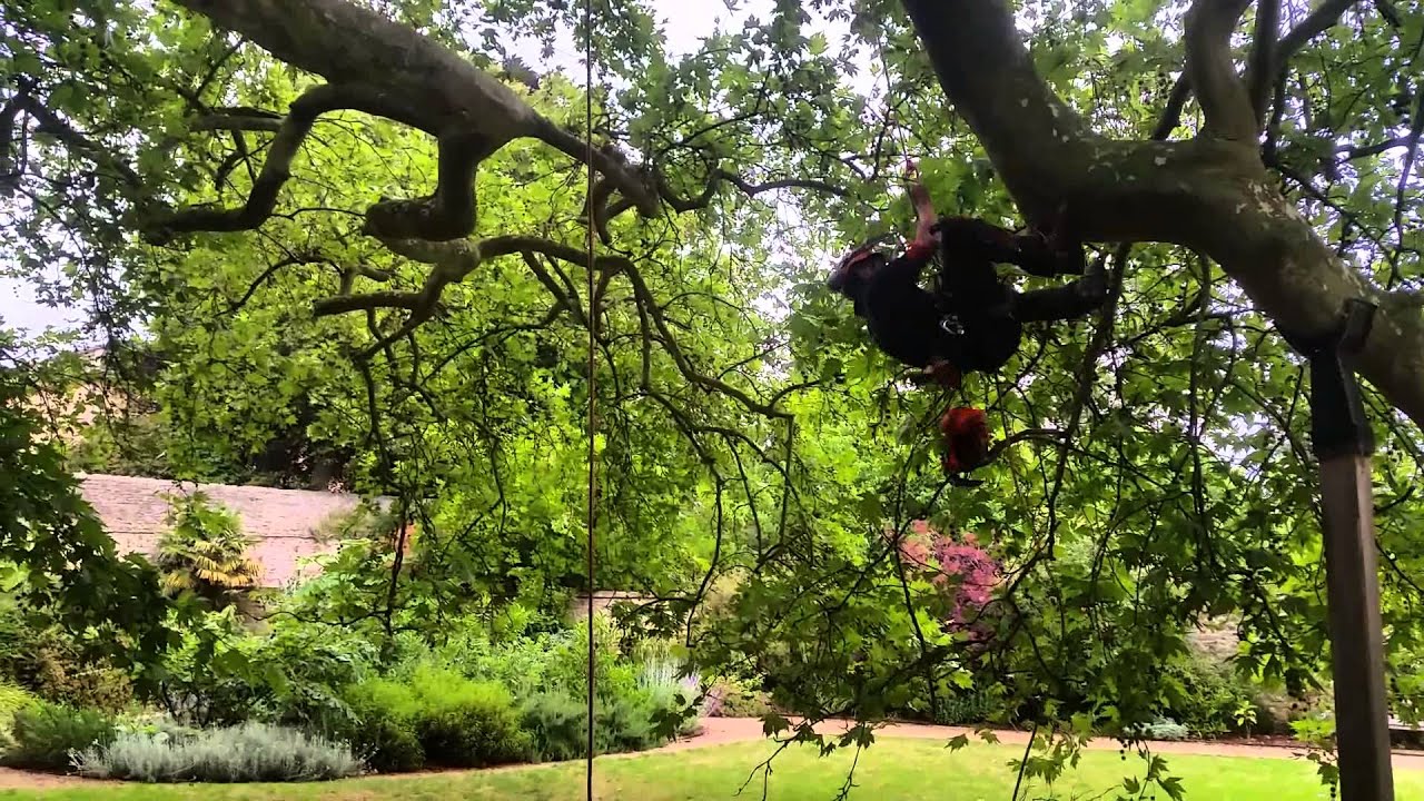 Jabberwocky tree climb - YouTube