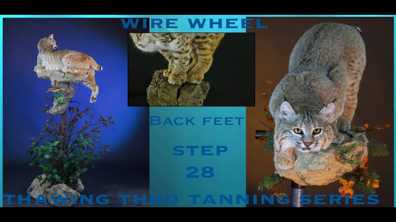 STEP 28 of 43 ~ WIRE WHEEL: BACK FEET - YouTube