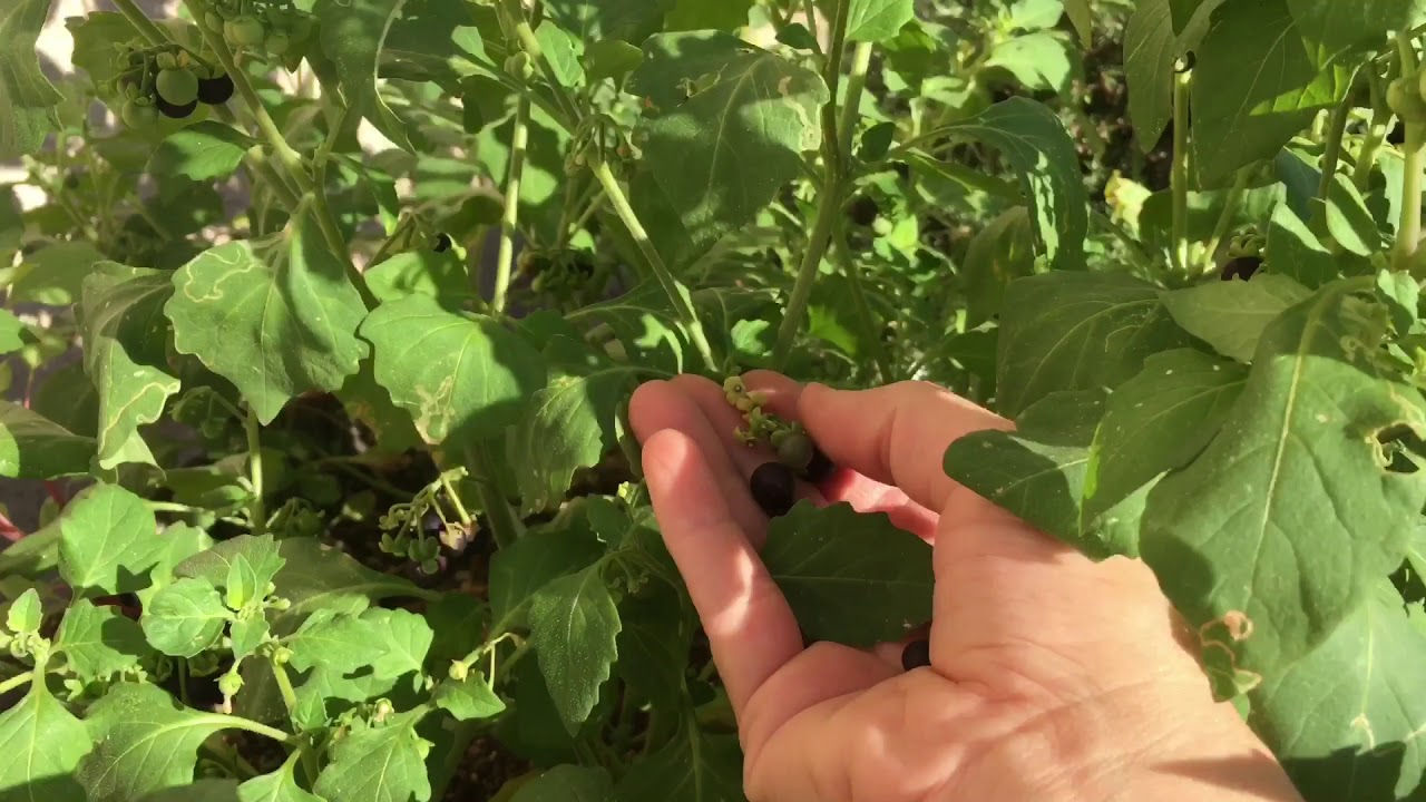 When and How to Harvest Wonderberries - YouTube