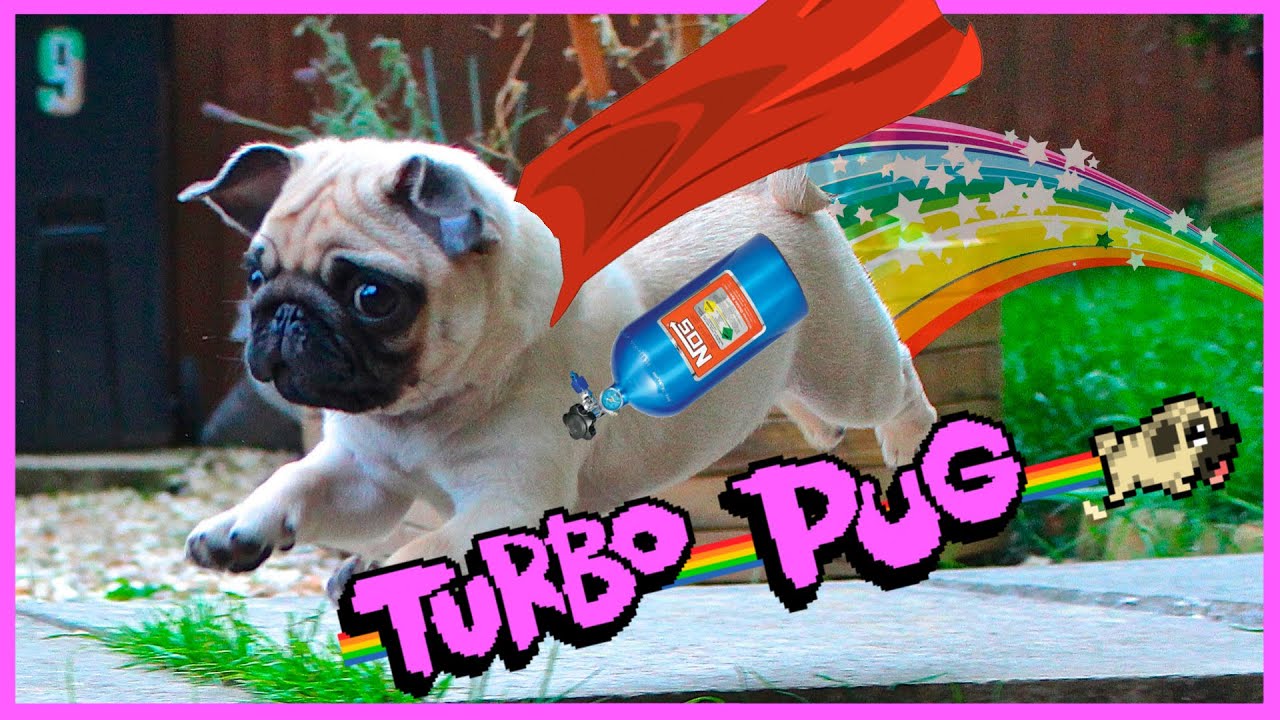 NYAN PUG TURBINADO NA FOFURA - TURBO PUG - SHEEPLAY - YouTube