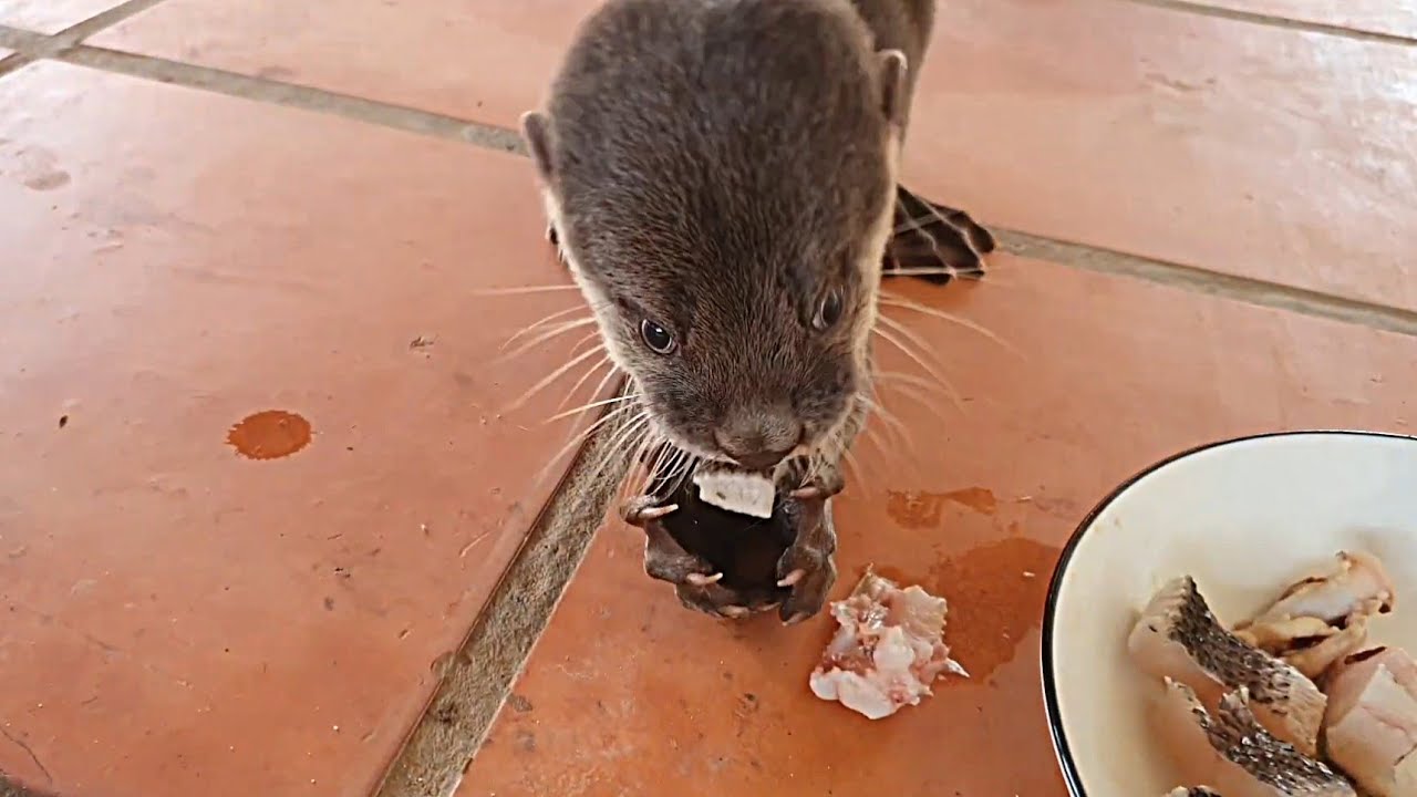 Prepare food for DoDo yummy 😋 😋 🤤 - YouTube