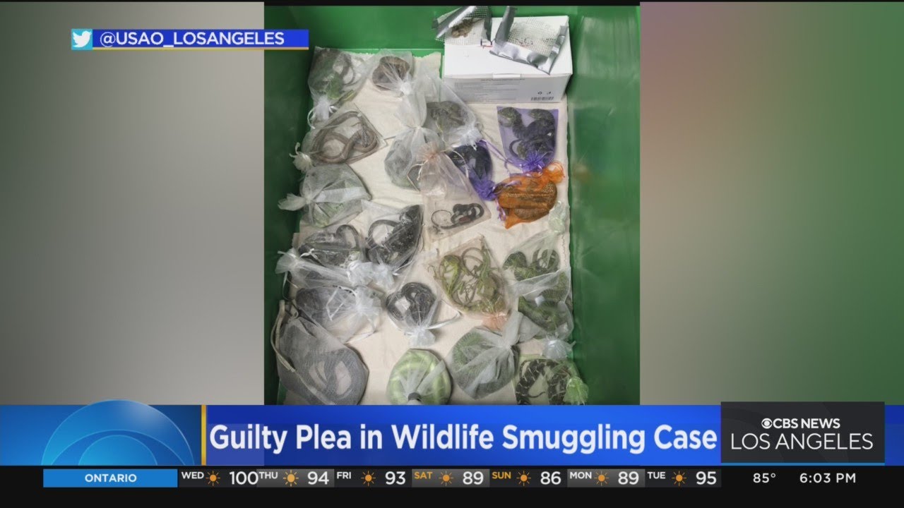 Oxnard man pleads guilty to smuggling 1,700 wild animals worth an ...