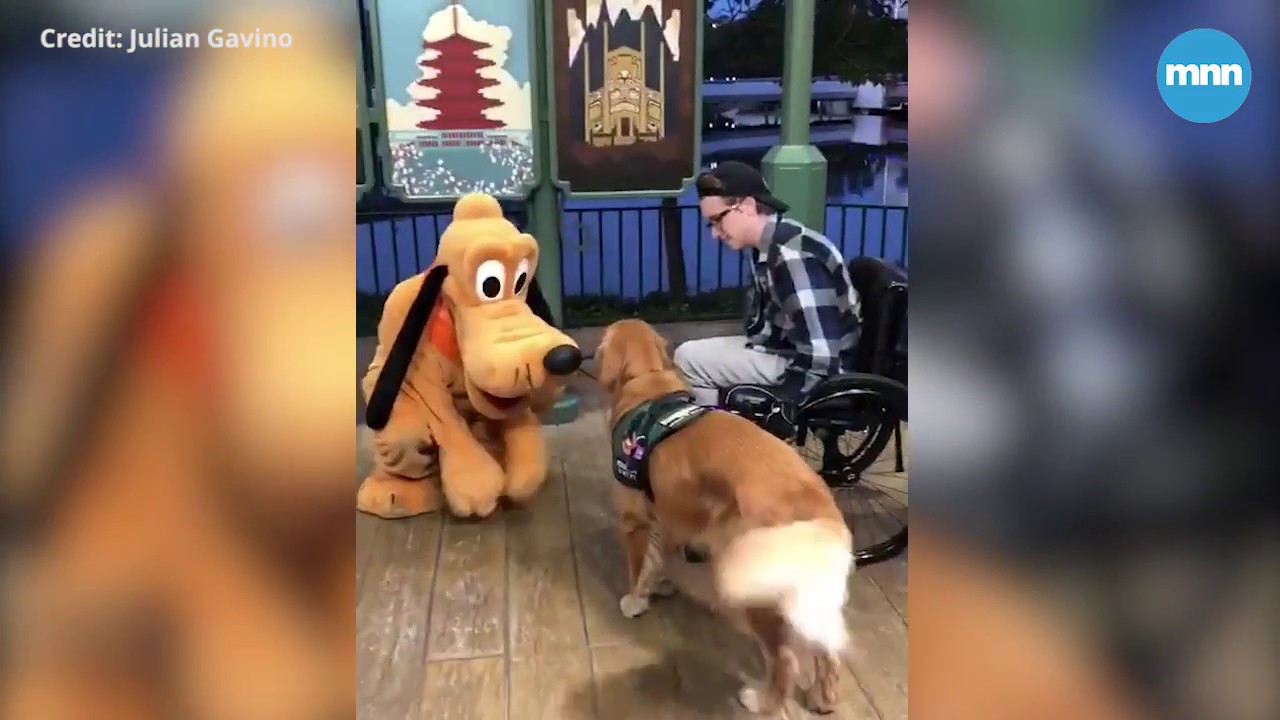 Service dog meets Disney's Pluto for the first time - YouTube