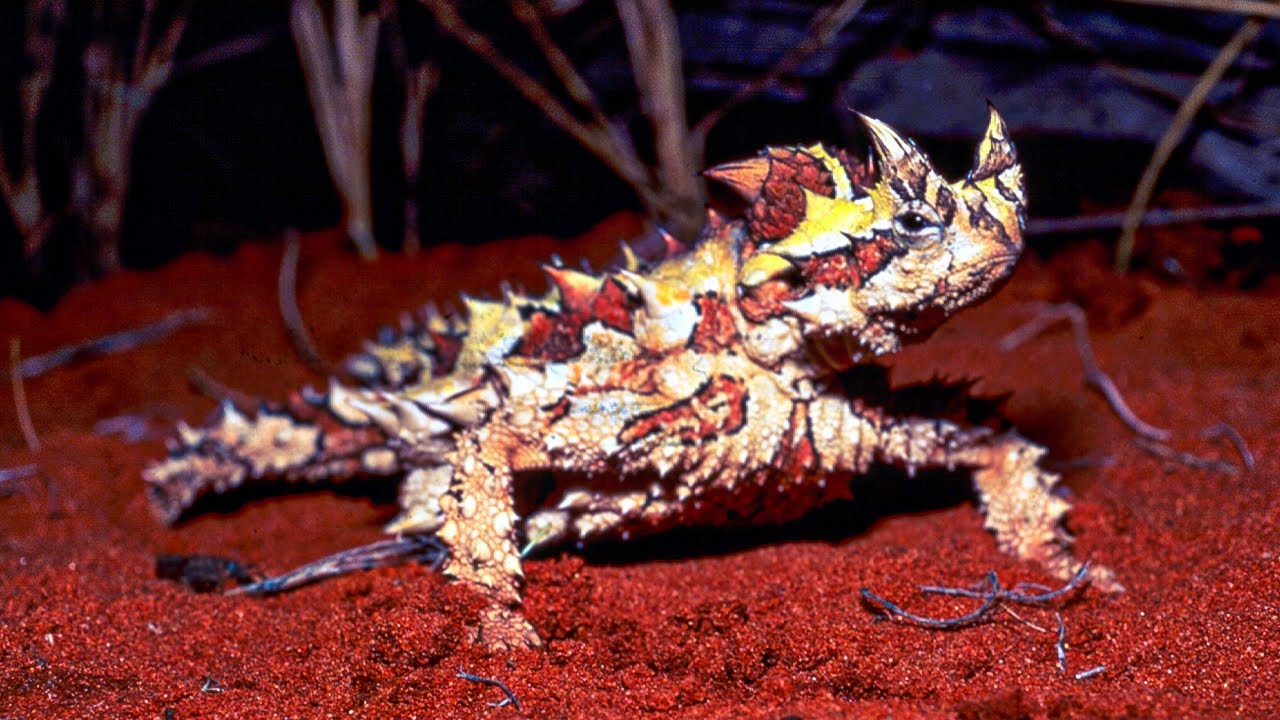 How Extraordinary Animals Survive Extreme Climates | Our World - YouTube
