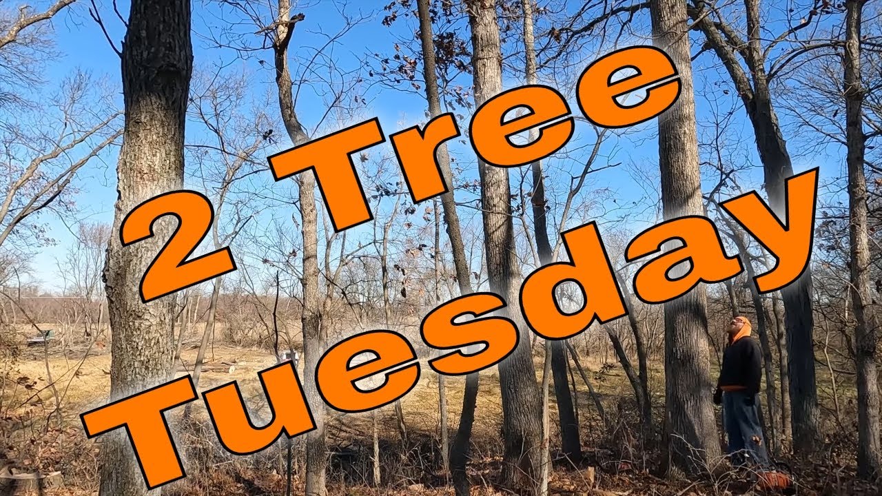Two Tree Tuesday - Hinge cutting and directional felling 2 trees - YouTube