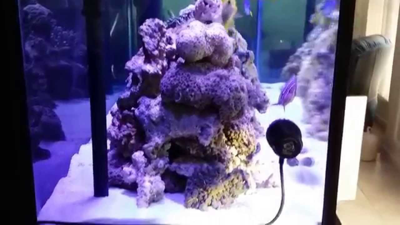My 6x2x3 fish only with live rock tank. - YouTube