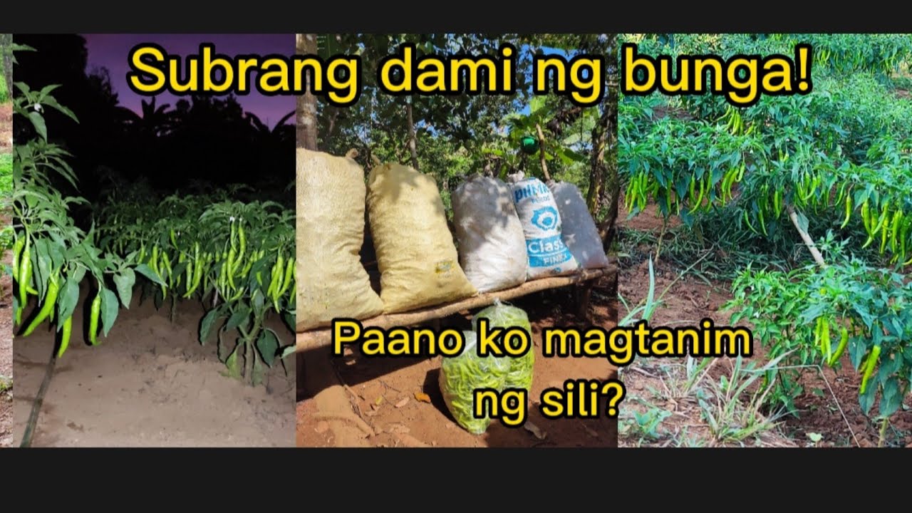paano paramihin ang bunga ng siling panigang tamang pag-aalaga ng ...