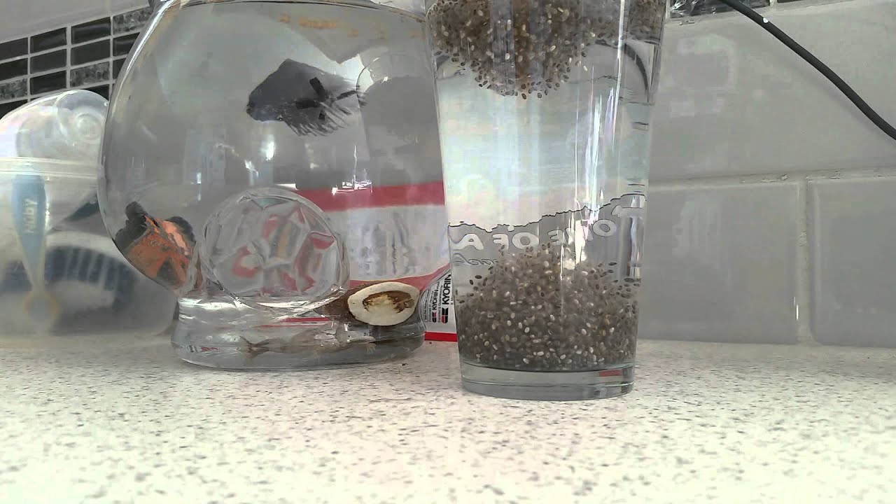 Chia seeds and fishbowl time lapse - YouTube